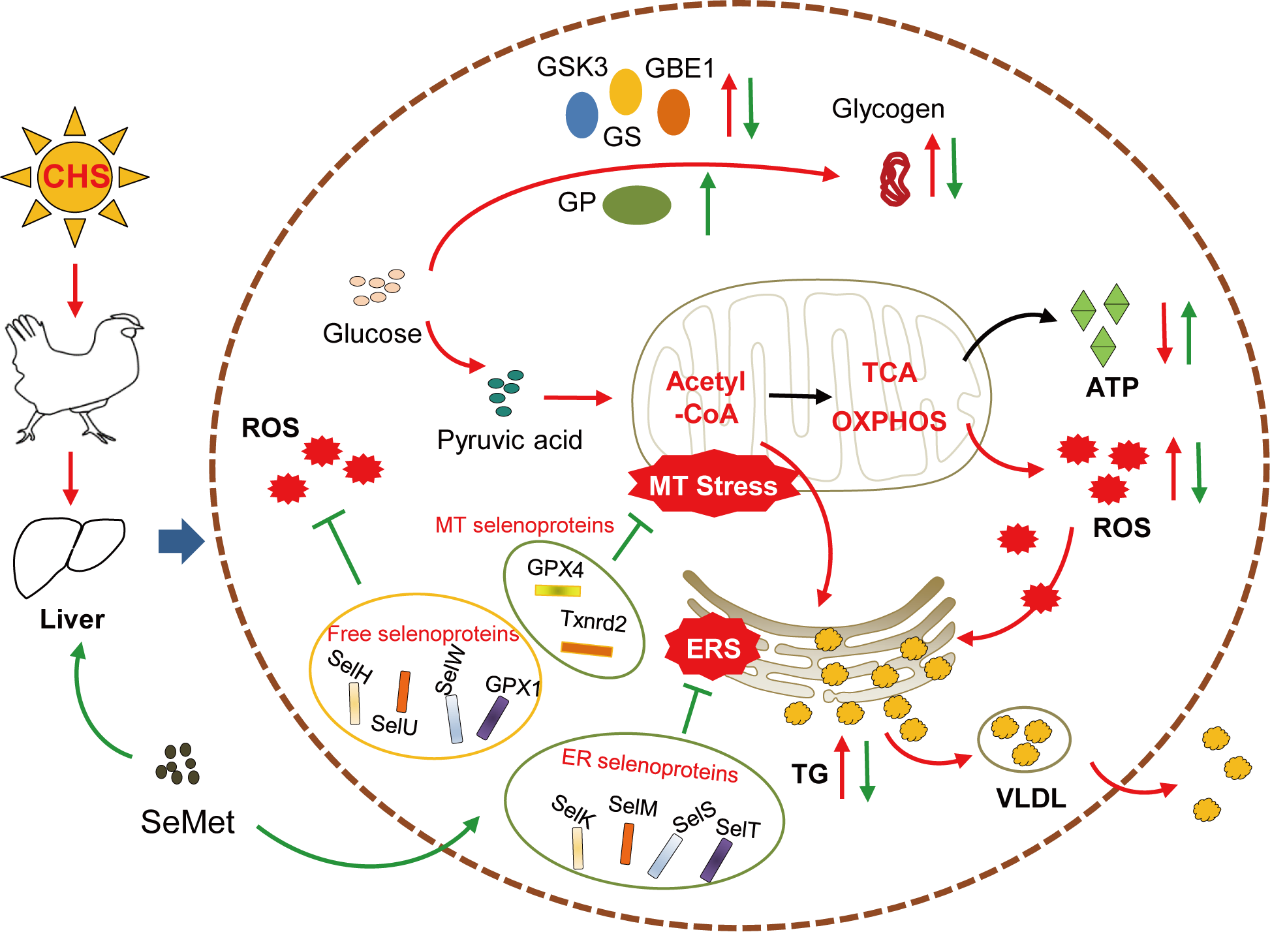 营养所赵华课题组在微量元素硒营养研究上取得新进展-四川农业大学 动物营养研究所